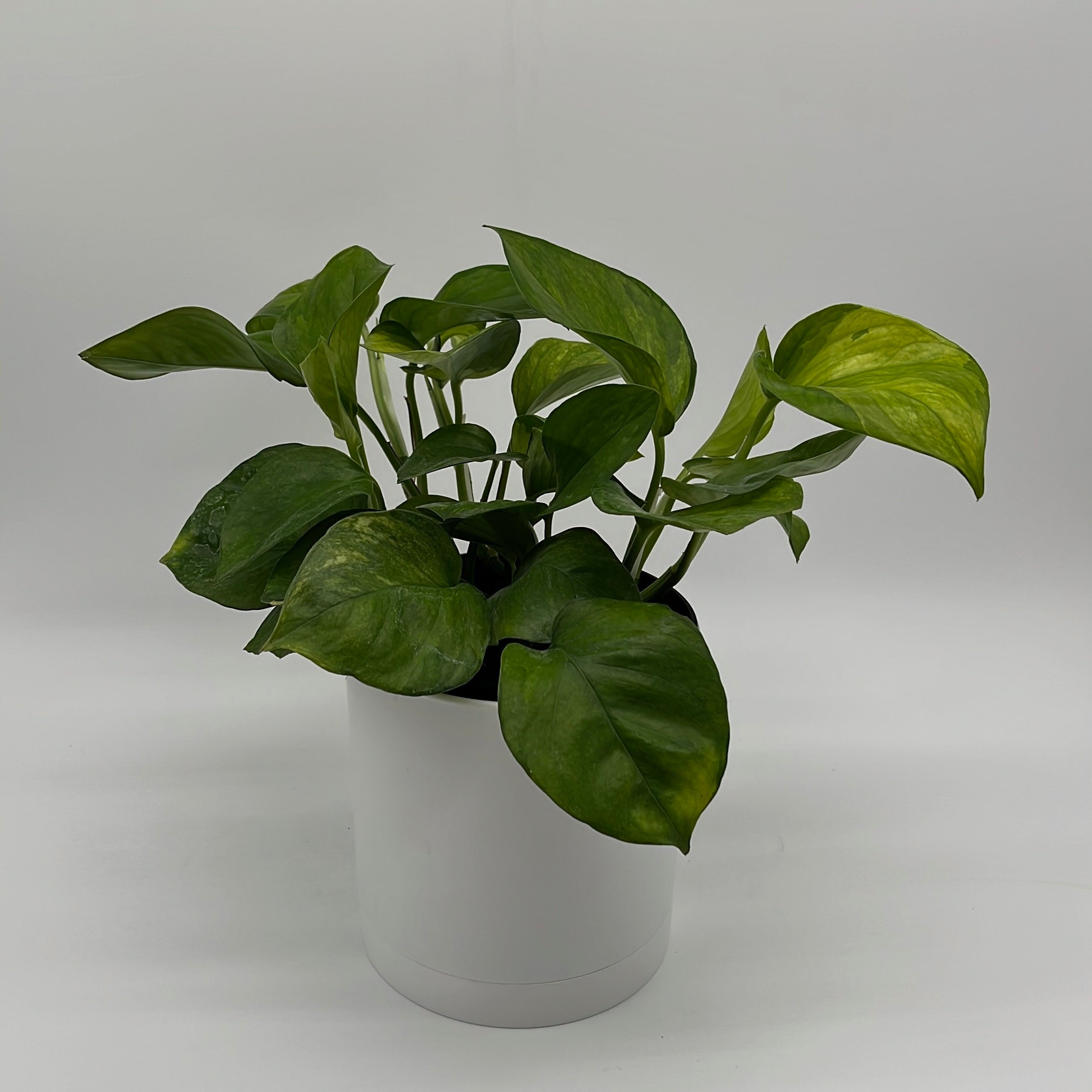 Runo Plants | Pothos Guacamole Plant Care Guide – RUNOPLANTS