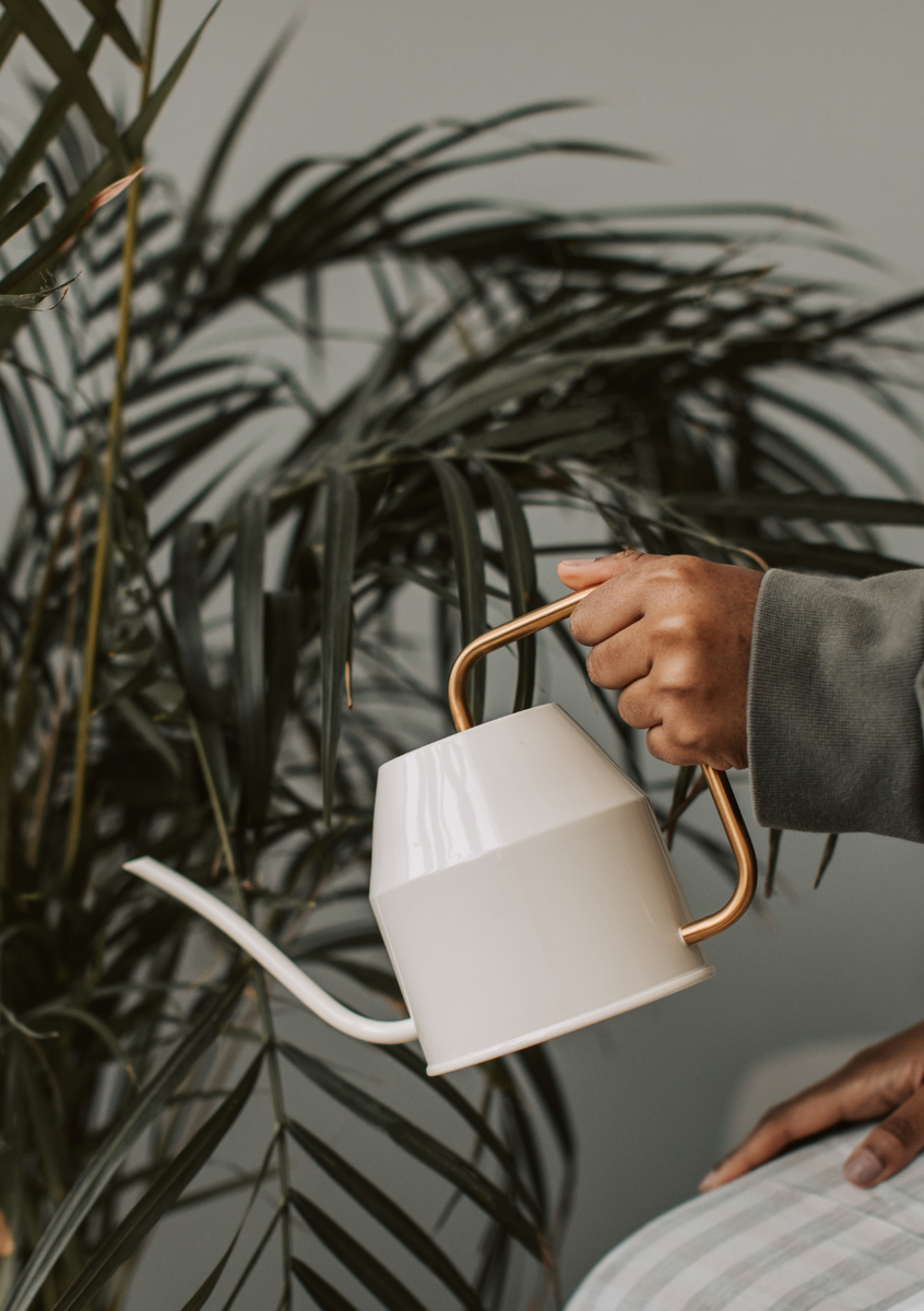 Runo Plants | Signs You Are Overwatering Your Plant – RUNOPLANTS