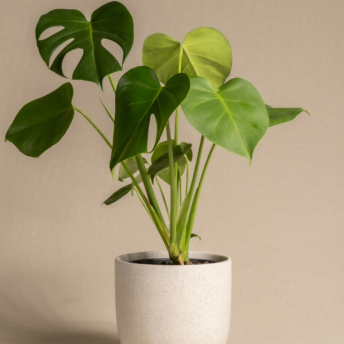 Runo Plants | Order Houseplants Online | New Arrivals – Page 2 – RUNOPLANTS