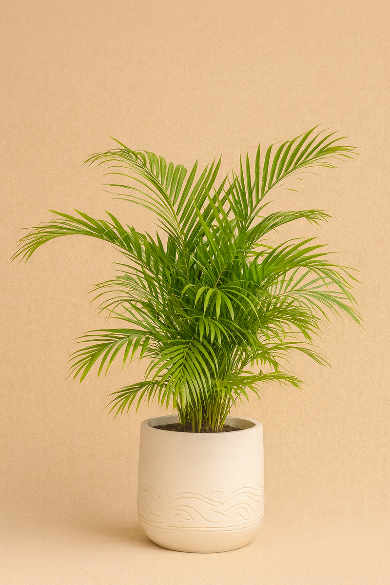 Runo Plants | Order Houseplants Online | Outdoor & Patio – RUNOPLANTS