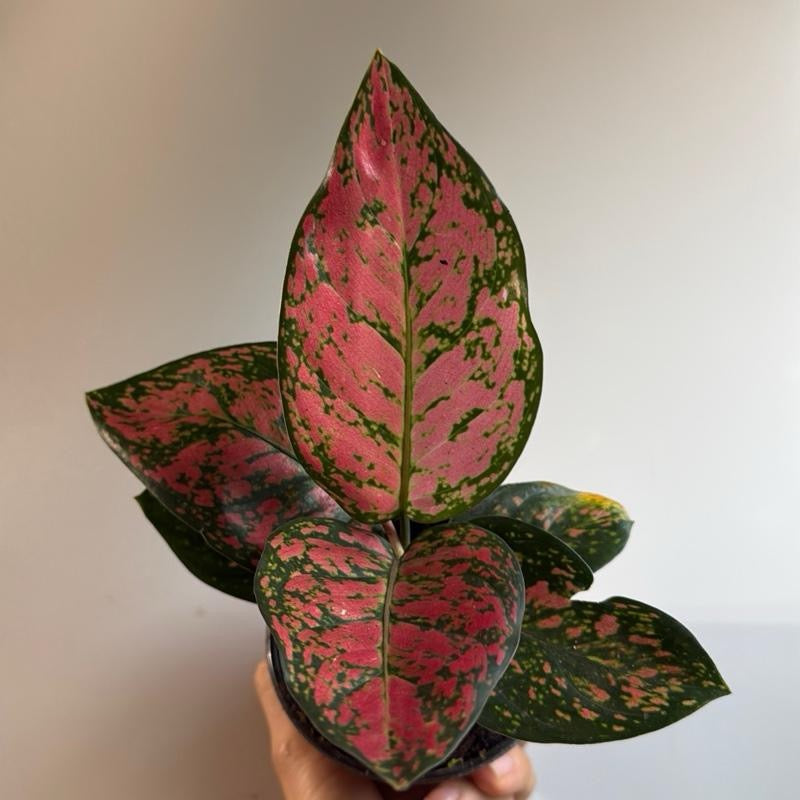 Runo Plants | Indoor Plants | Aglaonema Ruby Ray – RUNOPLANTS