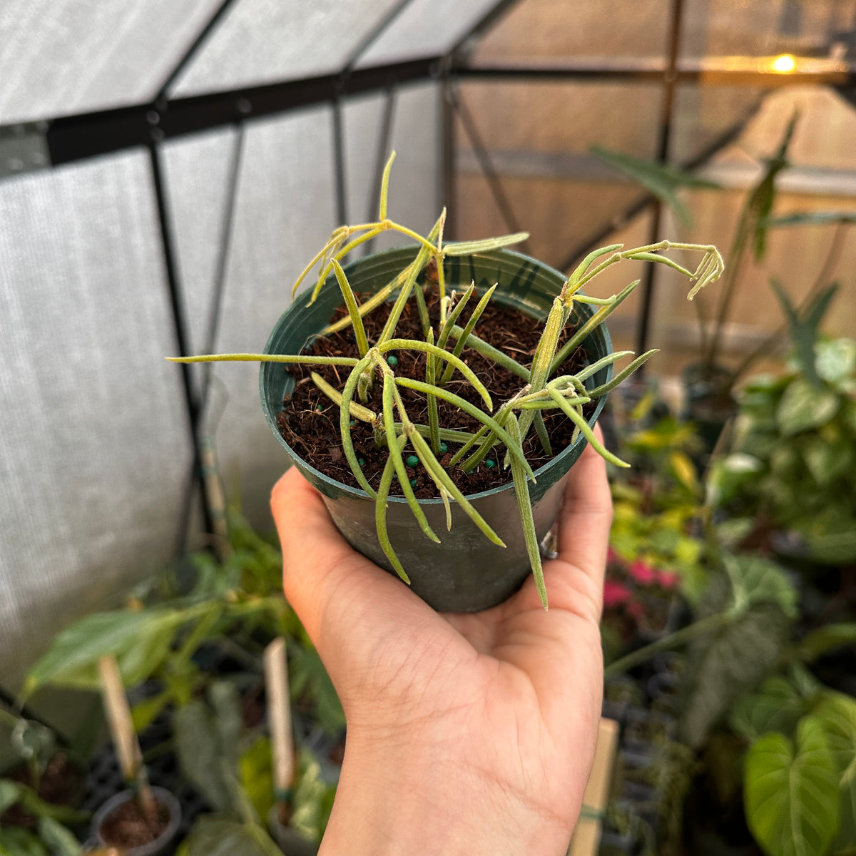 Runo Plants | Indoor Plants | Hoya Linearis – RUNOPLANTS