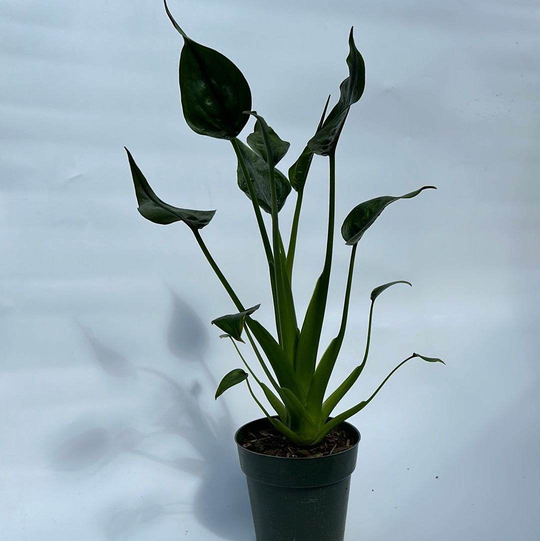 Runo Plants | Easy Care & Beginner Plants | Alocasia Tiny Dancers ...