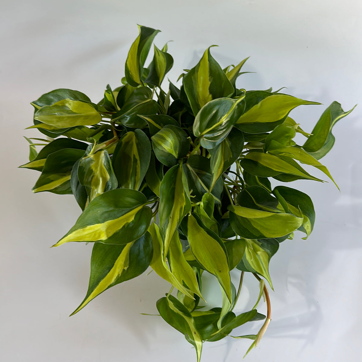 Runo Plants | Easy Care & Beginner Plants | Philodendron Brazil ...