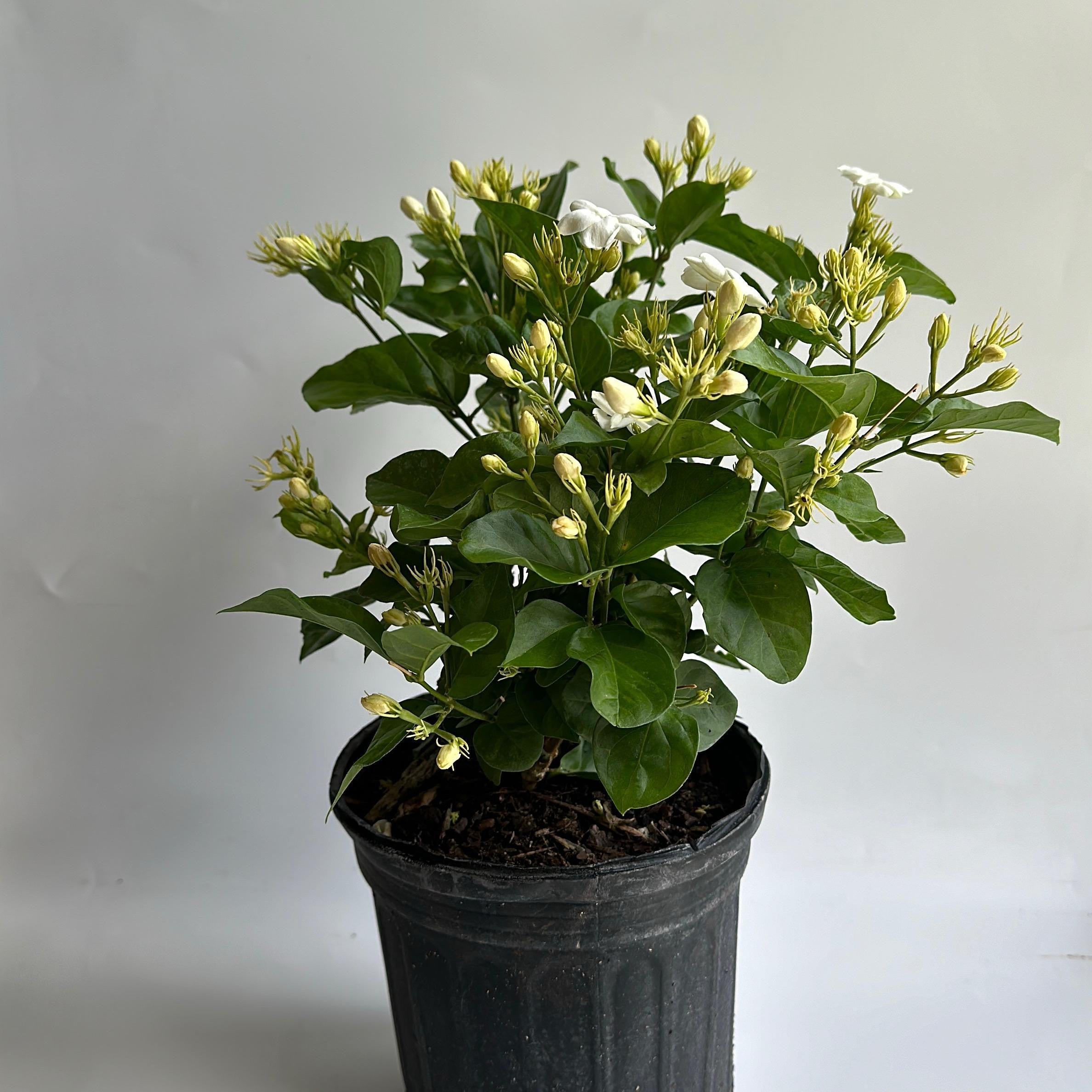 Runo Plants | The Finest Plants | Order Houseplants Online – RUNOPLANTS