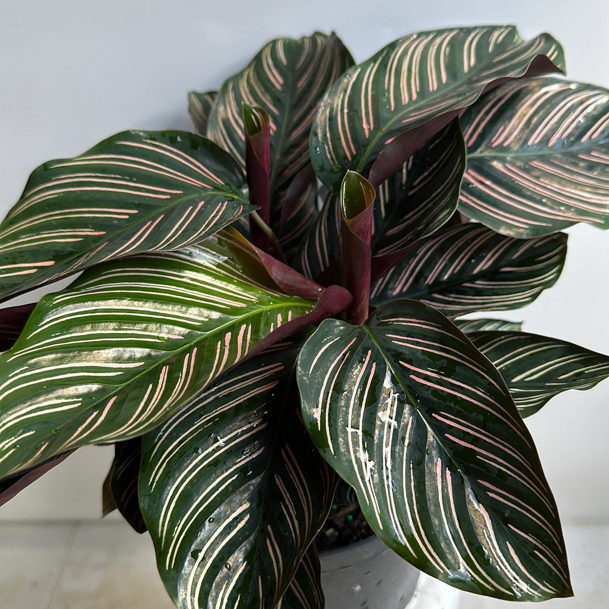 Runo Plants | Pet Friendly Plants | Calathea Ornata – RUNOPLANTS
