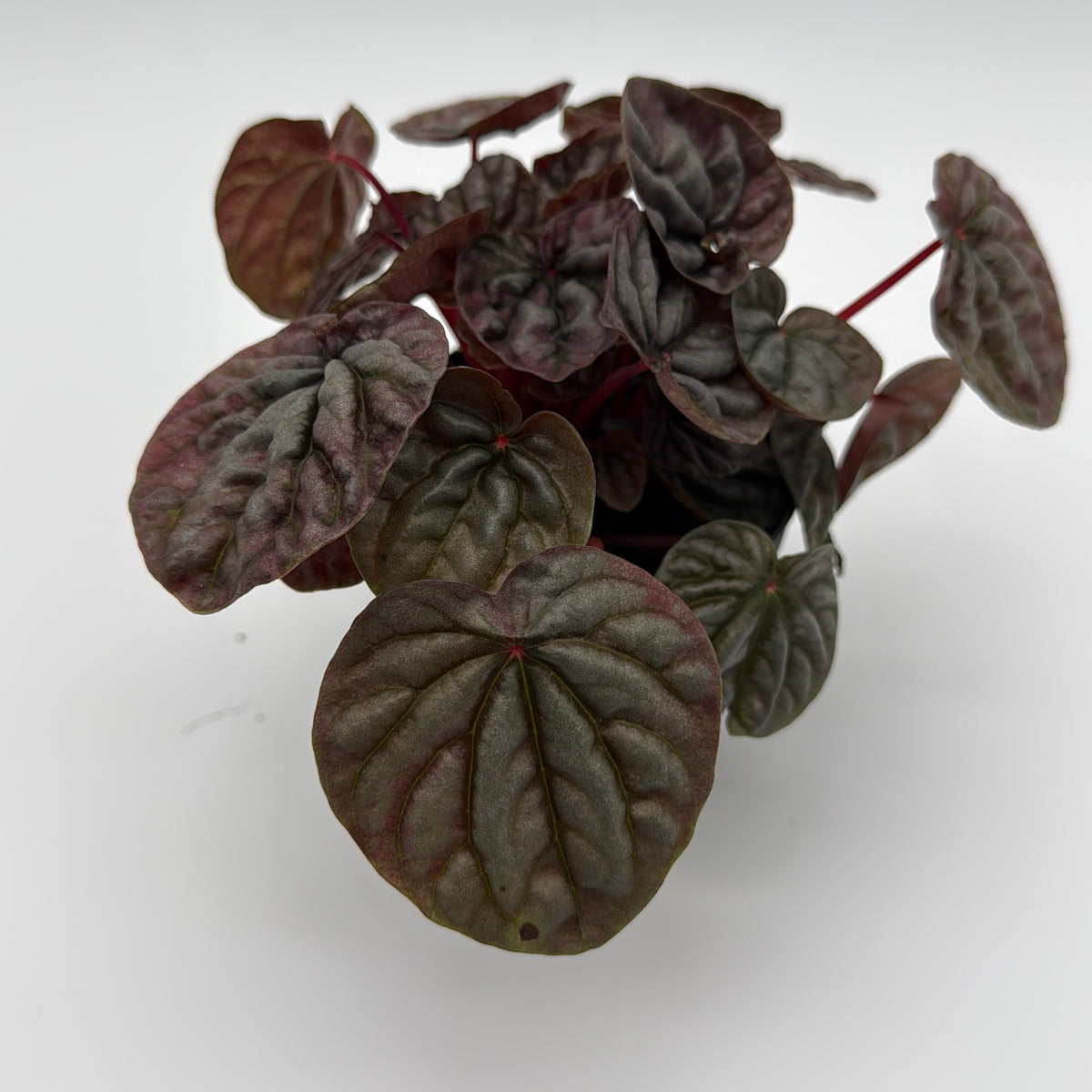 Runo Plants | Easy Care & Beginner Plants | Variegated Peperomia Red ...