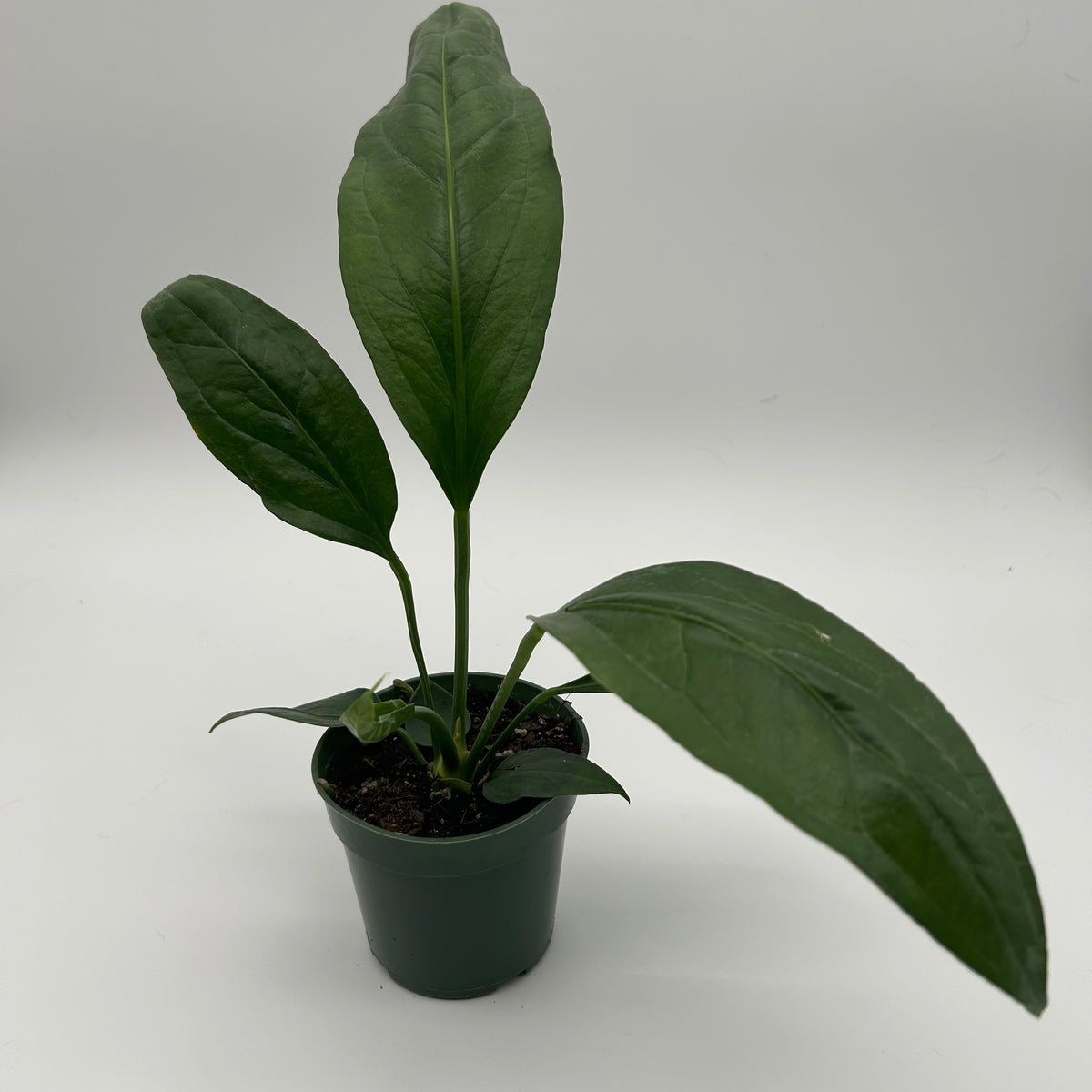 Runo Plants | Indoor Plants | Anthurium Big Bill – RUNOPLANTS