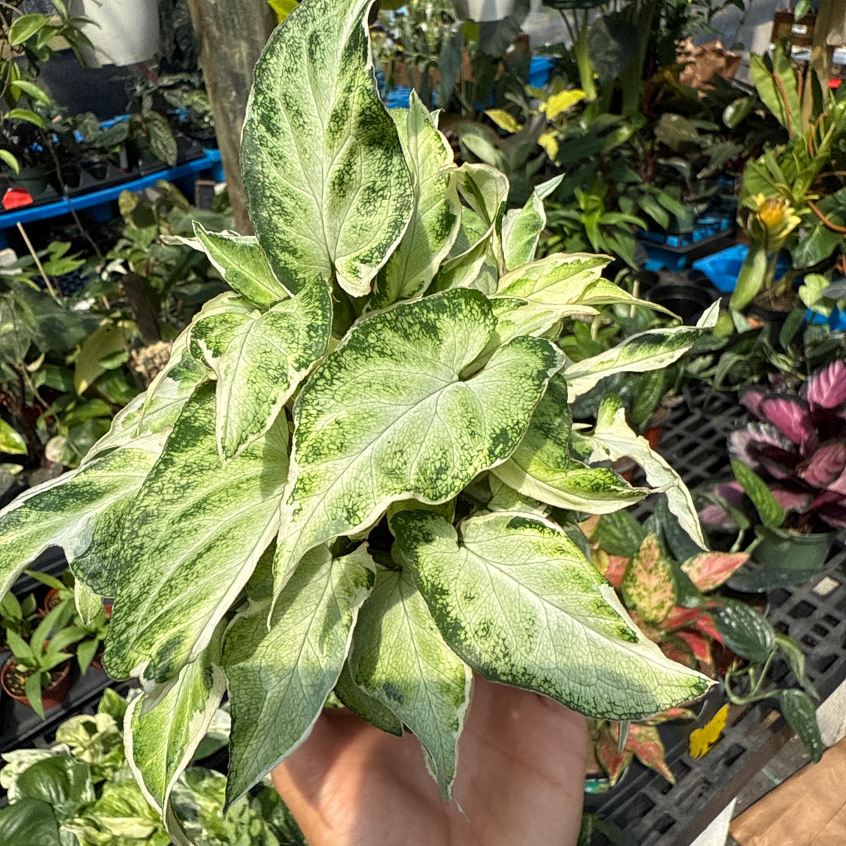 Runo Plants | Easy Care & Beginner Plants | Syngonium Starlite – RUNOPLANTS