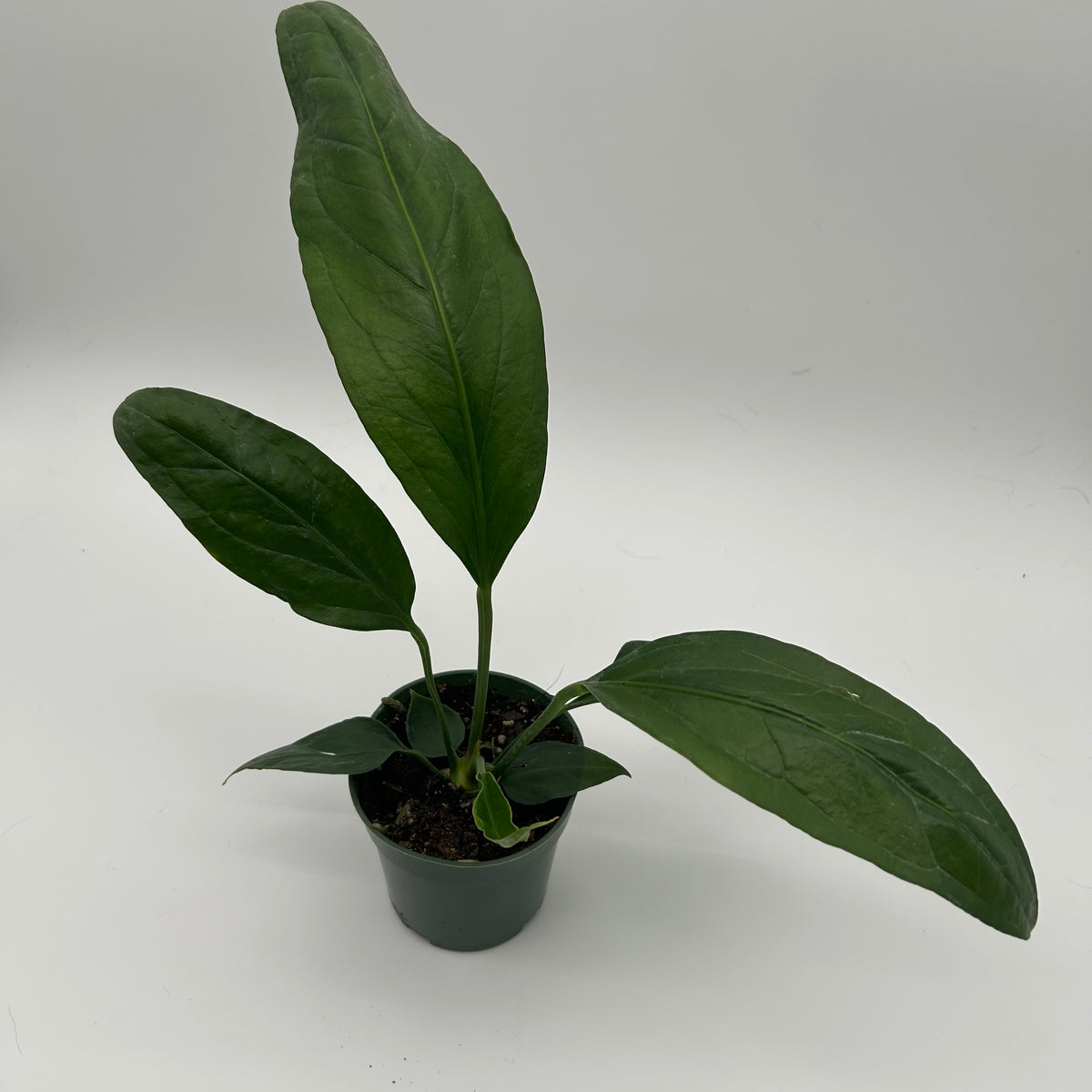 Runo Plants | Indoor Plants | Anthurium Big Bill – RUNOPLANTS