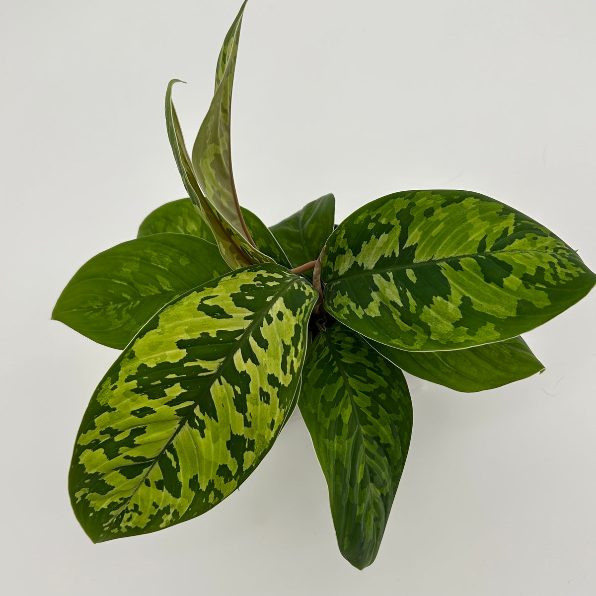 Runo Plants | Indoor Plants | Homalomena Camouflage – RUNOPLANTS