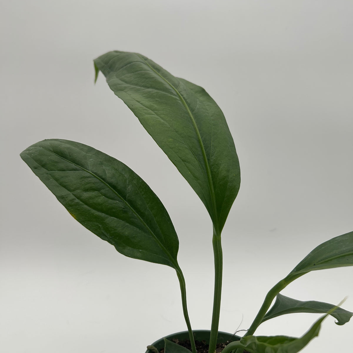 Runo Plants | Indoor Plants | Anthurium Big Bill – RUNOPLANTS