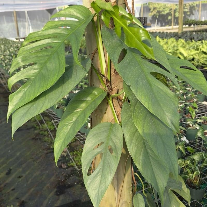 Runo Plants | Easy Care & Beginner Plants | Pothos Cebu Blue – RUNOPLANTS