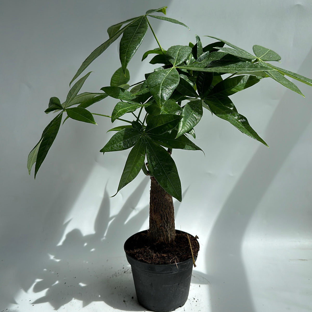 Runo Plants | Indoor Plants | Money Tree Stump – RUNOPLANTS