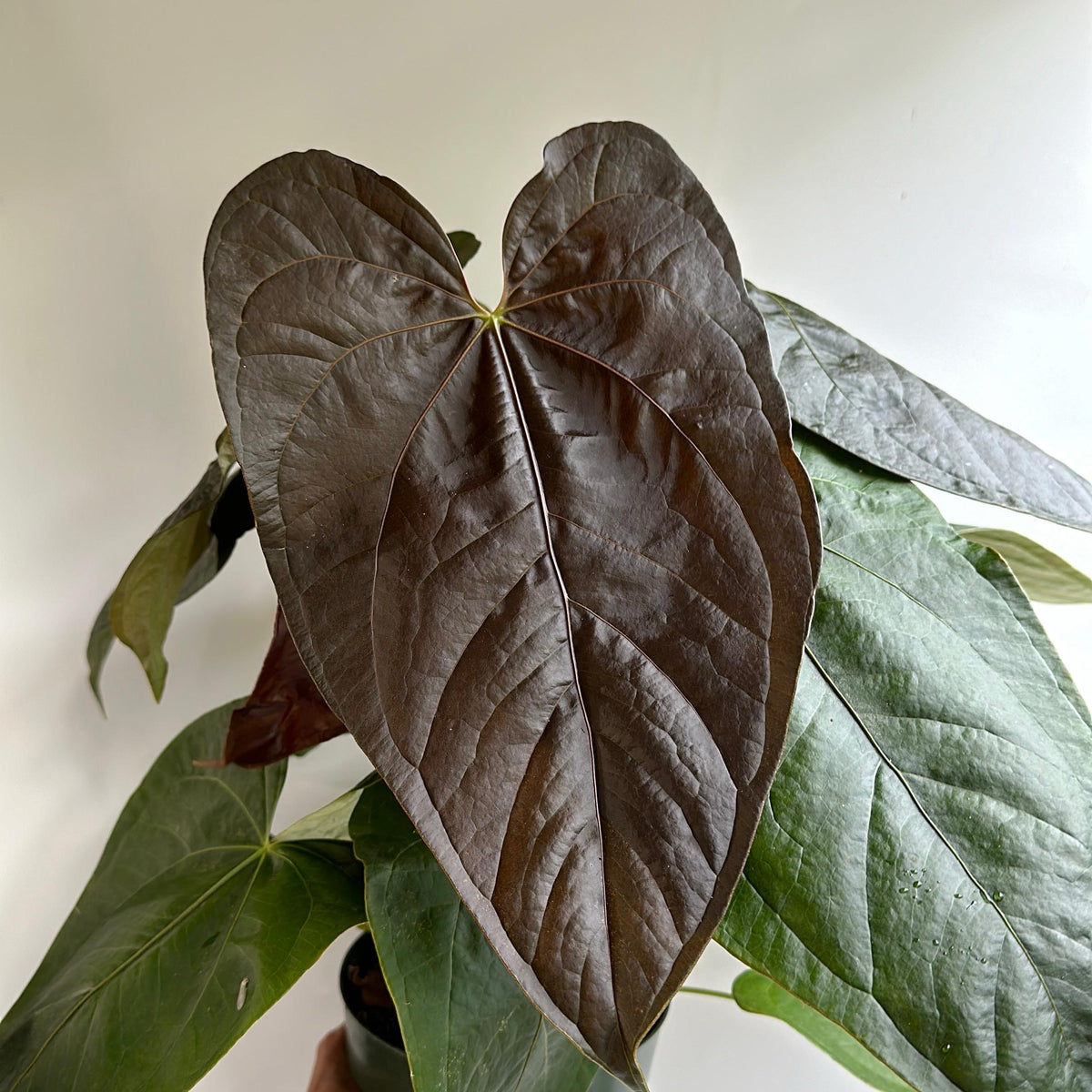 Runo Plants | Indoor Plants | Anthurium Queen of Hearts – RUNOPLANTS