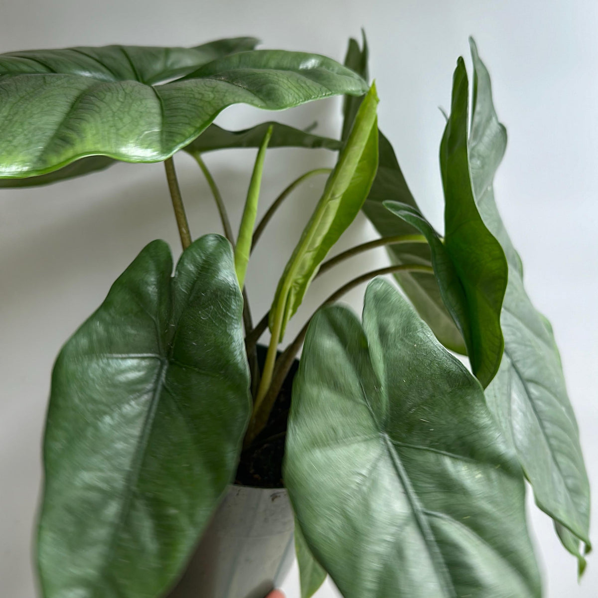 Runo Plants | Indoor Plants | Alocasia Corazon – RUNOPLANTS