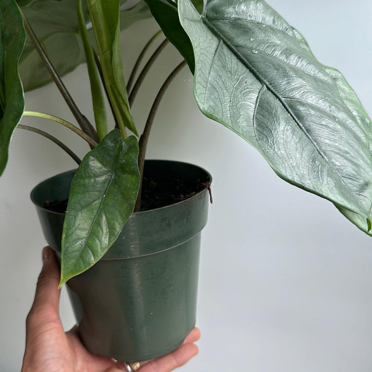 Runo Plants | Indoor Plants | Alocasia Corazon – RUNOPLANTS