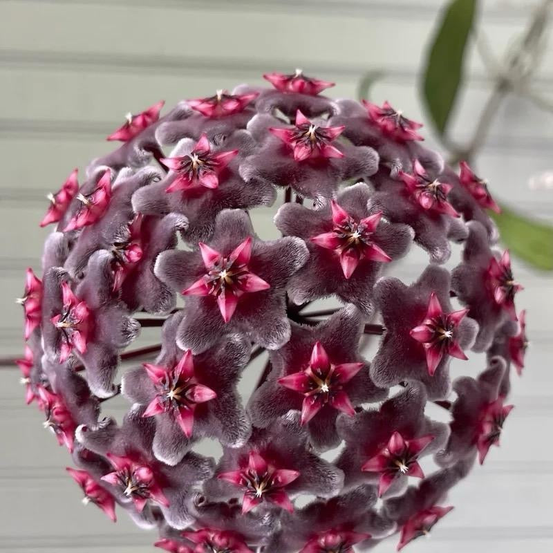 Runo Plants | Indoor Plants | Hoya Publicalyx – RUNOPLANTS