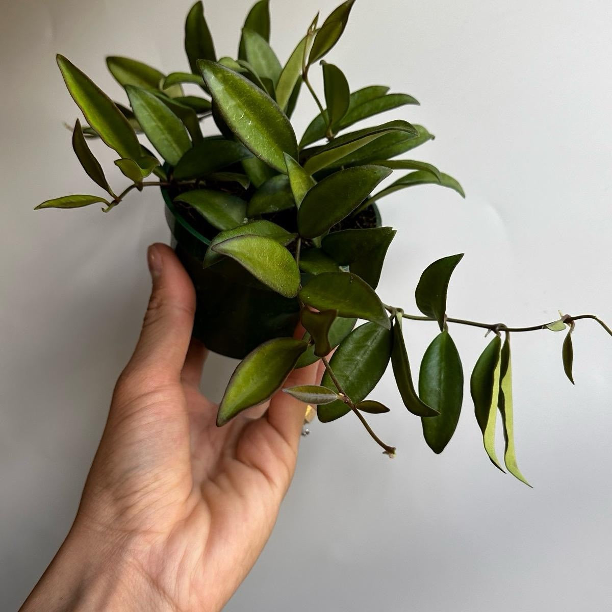 Runo Plants | Rare & Collectors’ Plants | Hoya Rosita – RUNOPLANTS