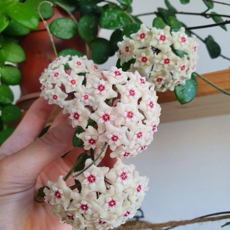 Runo Plants | Easy Care & Beginner Plants | Hoya Mathilde 'Splash ...