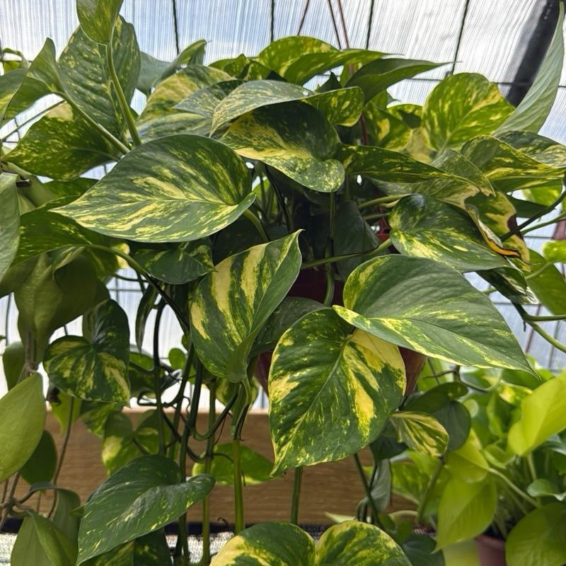 Runo Plants | Indoor Plants | Hawaiian Pothos – RUNOPLANTS