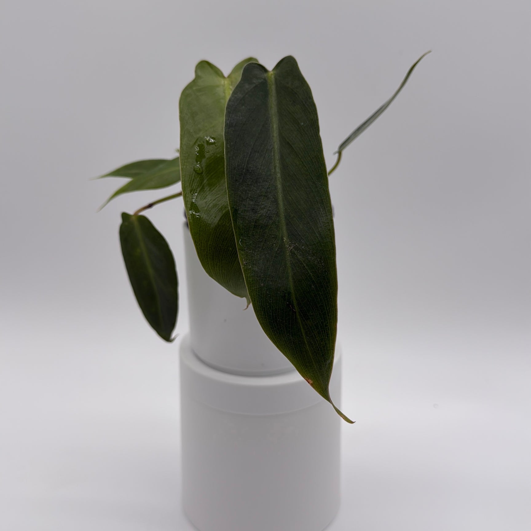 Runo Plants | Philodendron Spiritus Sancti Plant Care Guide – RUNOPLANTS