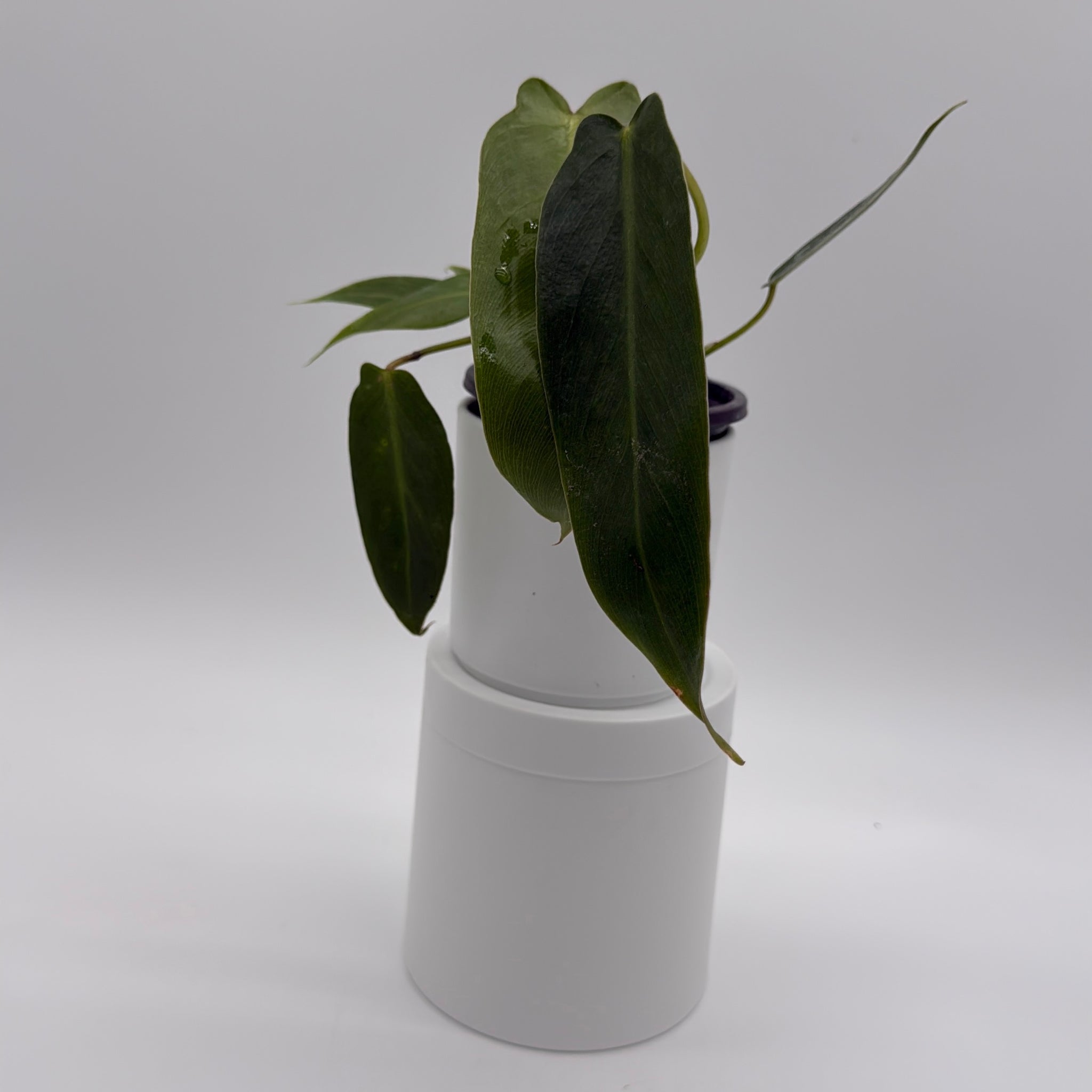Runo Plants | Philodendron Spiritus Sancti Plant Care Guide – RUNOPLANTS