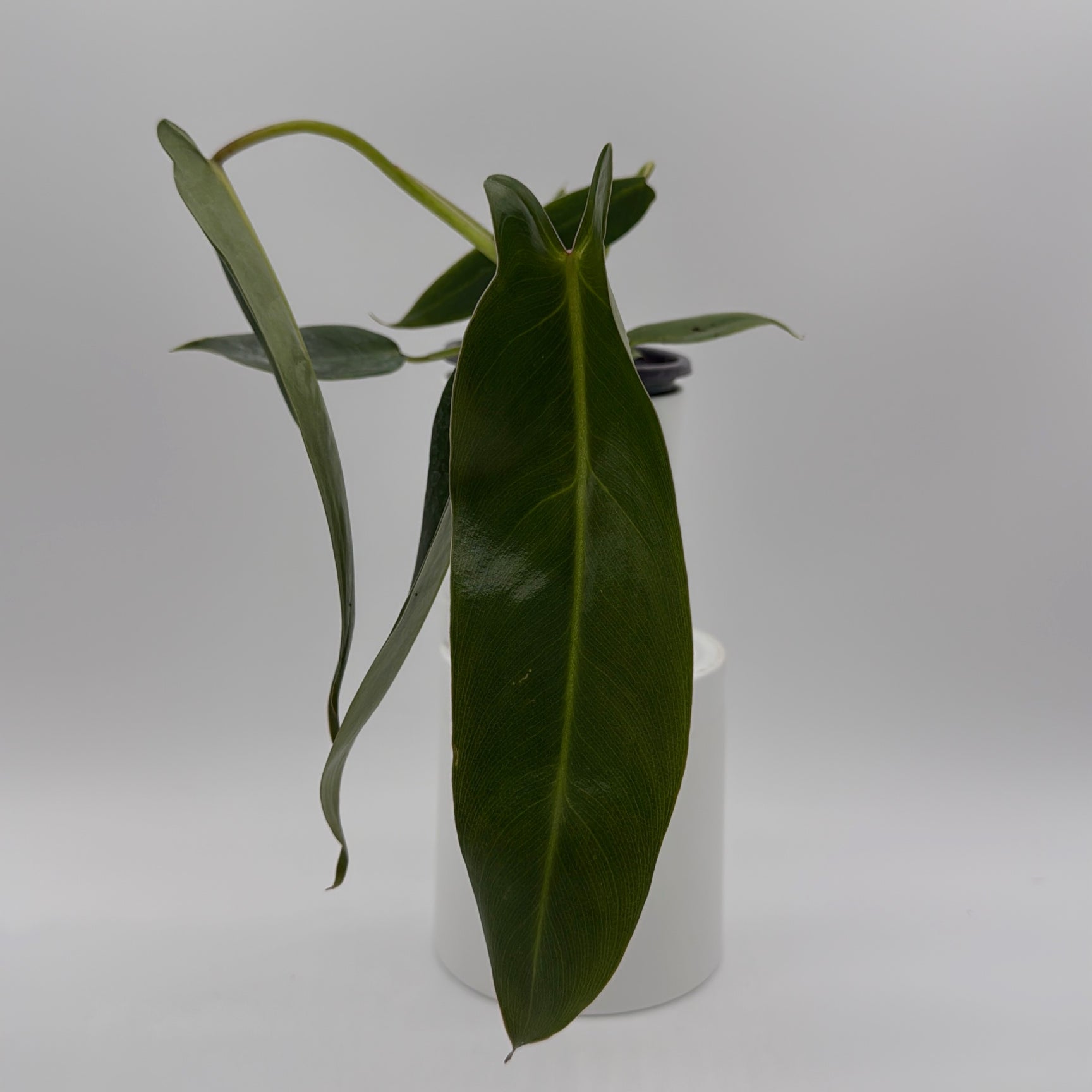 Runo Plants | Philodendron Spiritus Sancti Plant Care Guide – RUNOPLANTS