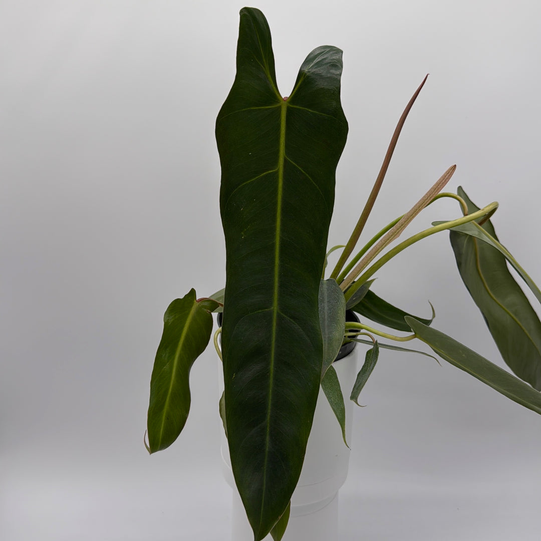 Runo Plants | Philodendron Spiritus Sancti Plant Care Guide – RUNOPLANTS
