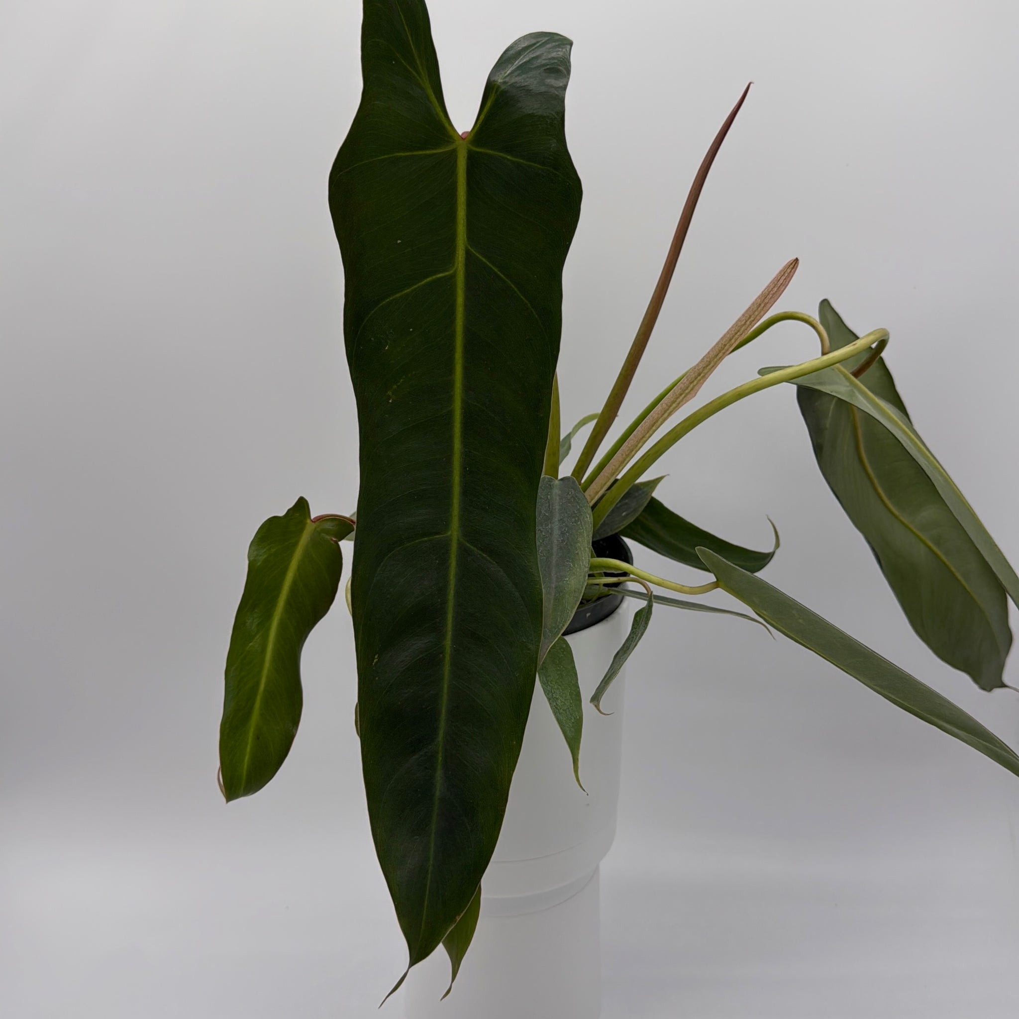 Runo Plants | Philodendron Spiritus Sancti Plant Care Guide – RUNOPLANTS