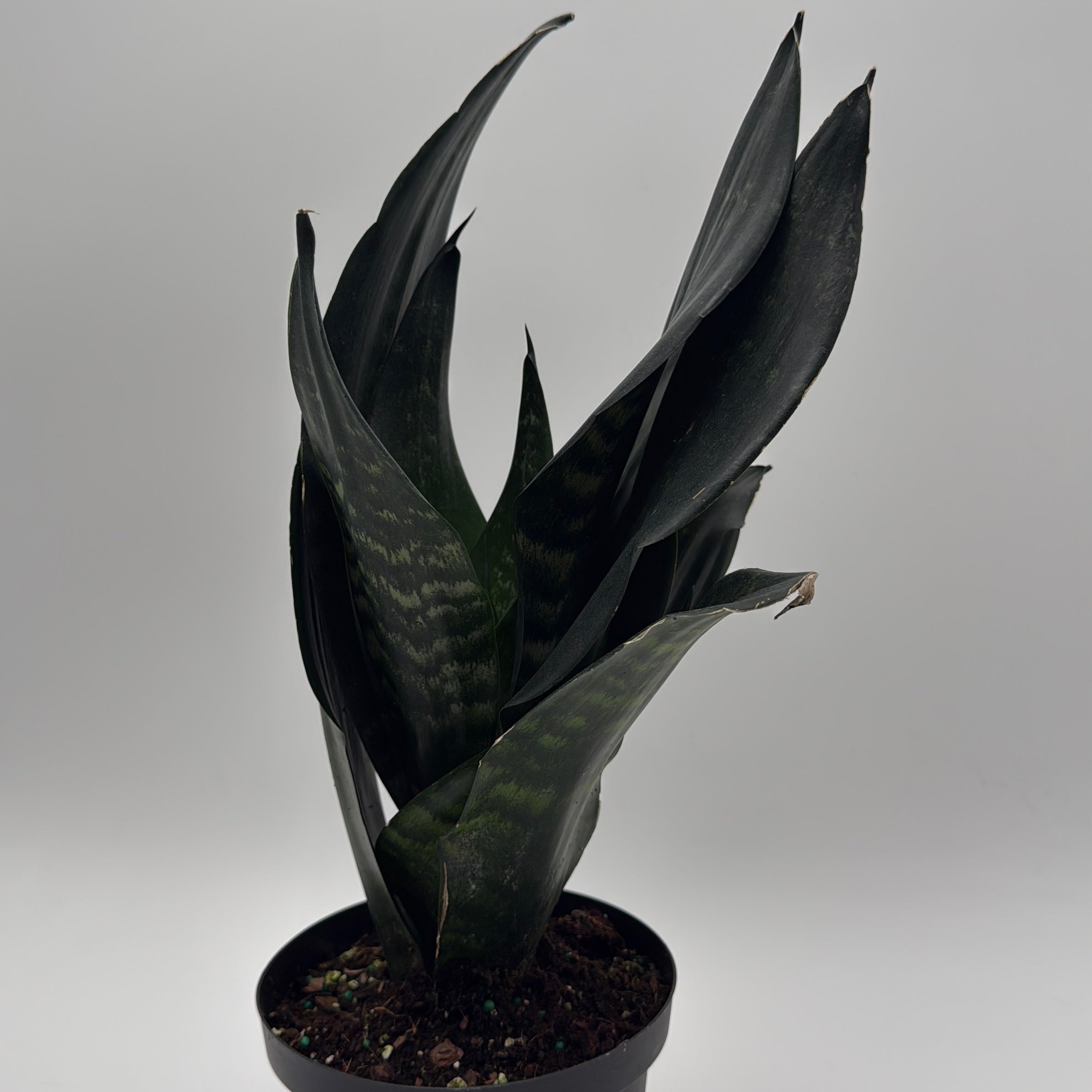 Runo Plants | The Finest Plants | Order Houseplants Online – RUNOPLANTS