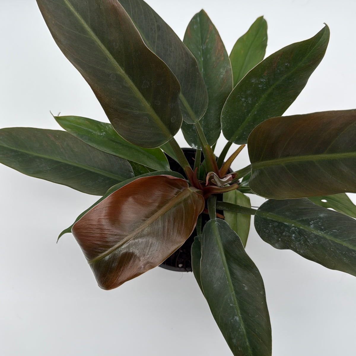 Runo Plants | Indoor Plants | Philodendron Autumn – RUNOPLANTS