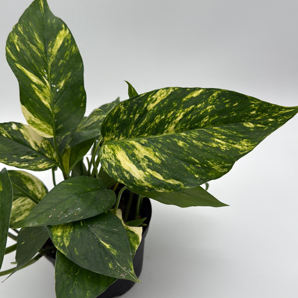 Runo Plants | Indoor Plants | Epipremnum Pinatum Yellow Flame – RUNOPLANTS