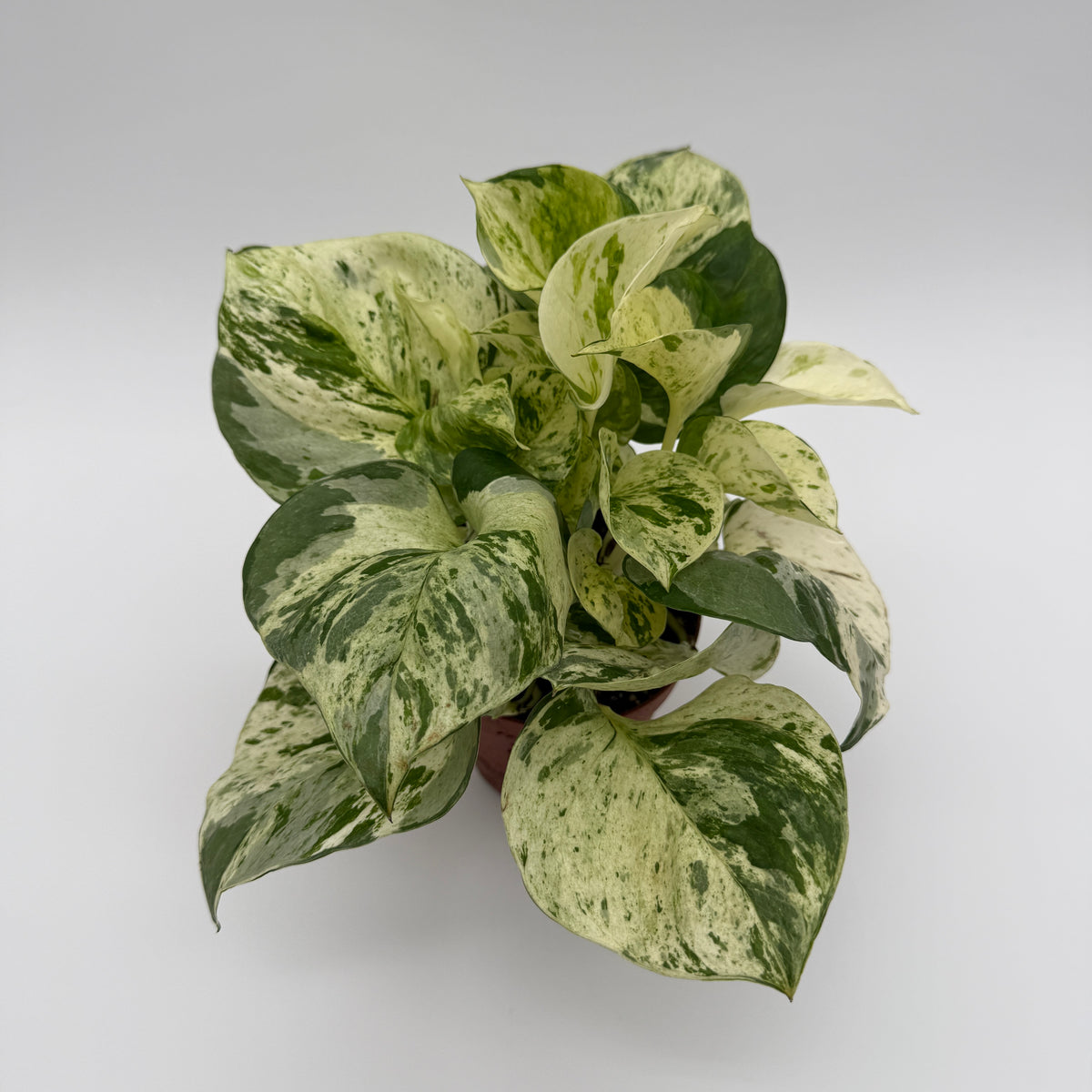 Runo Plants | Easy Care & Beginner Plants | Pothos Manjula – RUNOPLANTS