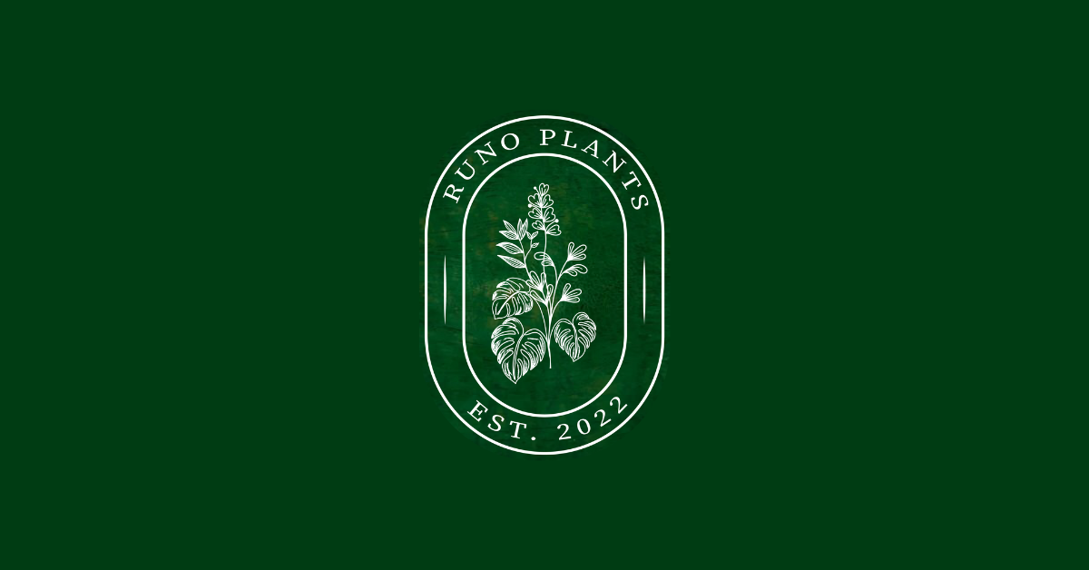 Runo Plants | The Finest Plants | Order Houseplants Online – RUNOPLANTS