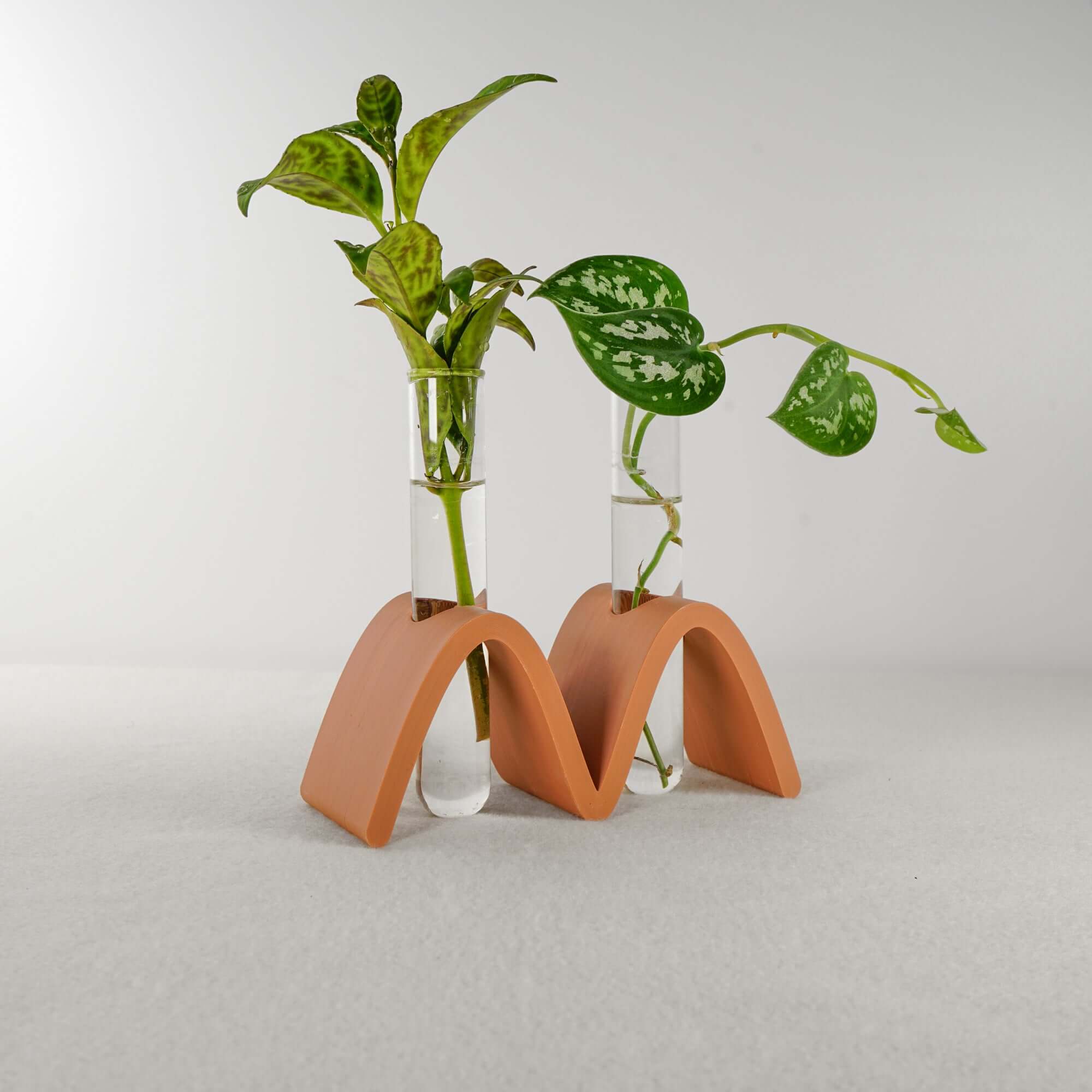 Runo Plants | Order Houseplants Online | Plant Accessories – RUNOPLANTS