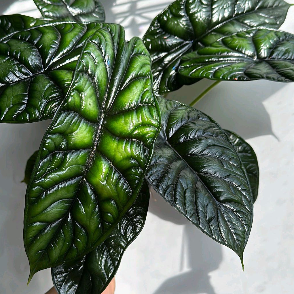 Runo Plants | The Finest Plants | Order Houseplants Online – RUNOPLANTS