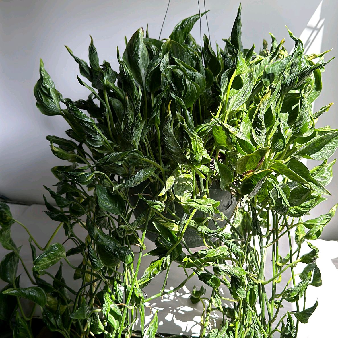 Runo Plants | The Finest Plants | Order Houseplants Online – RUNOPLANTS